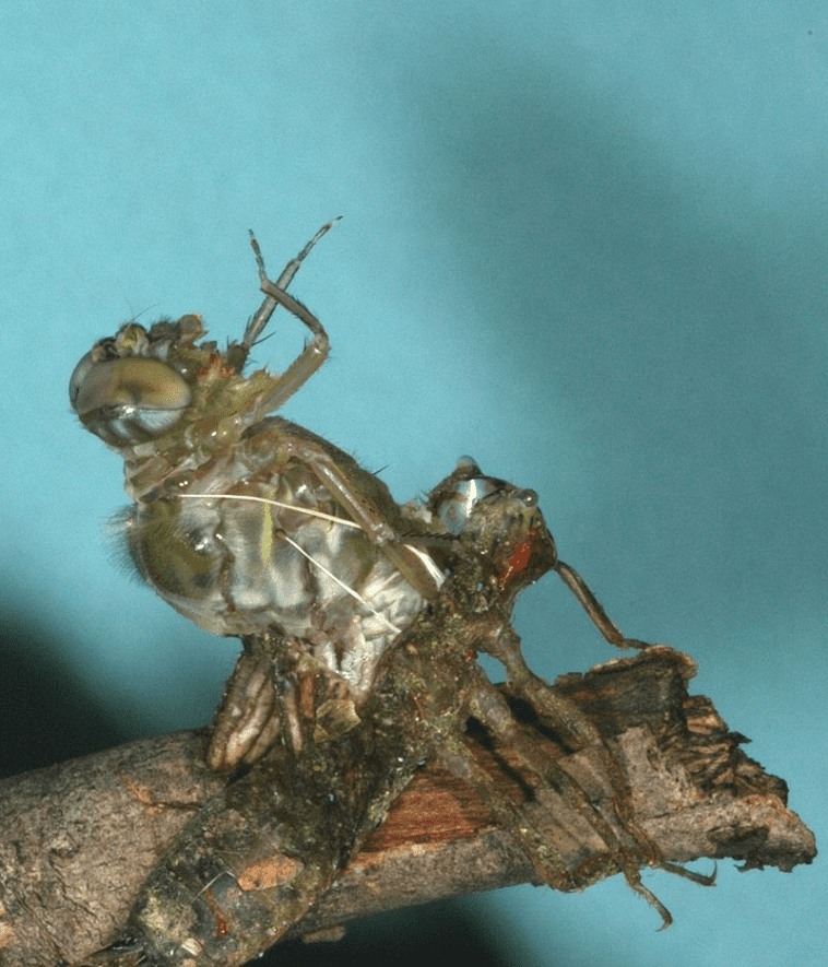 Moulting Was Known as Mewing in Medieval Times - MERE MOONSHINE