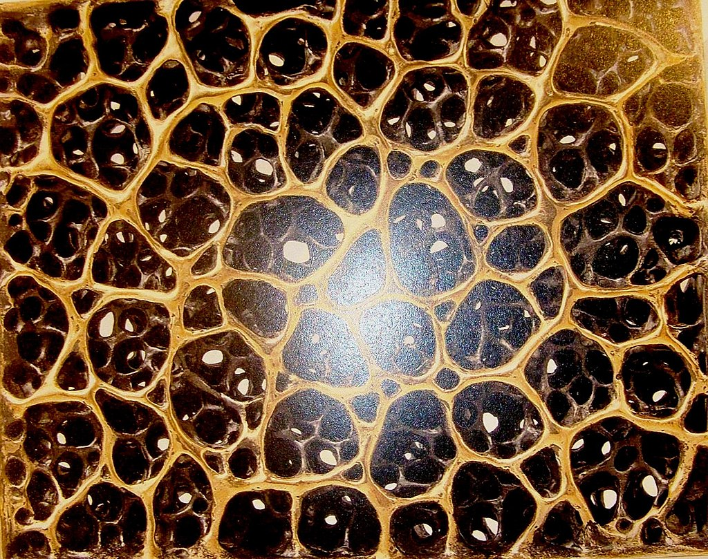 Fibroin is an insoluble protein present in silk produced by numerous ...